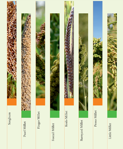 Why Millets are more than just a craze. | Ecoyaan