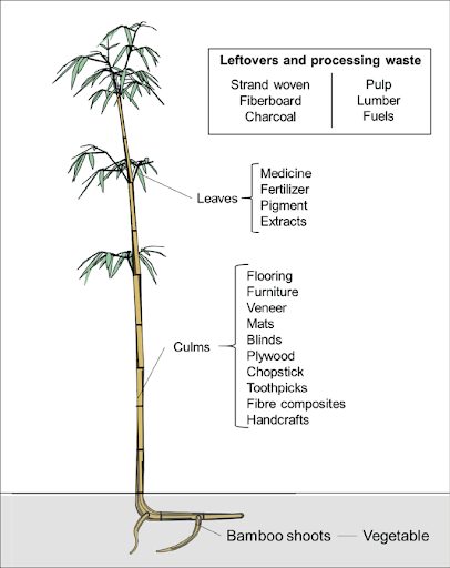 Is Bamboo really sustainable? | Ecoyaan